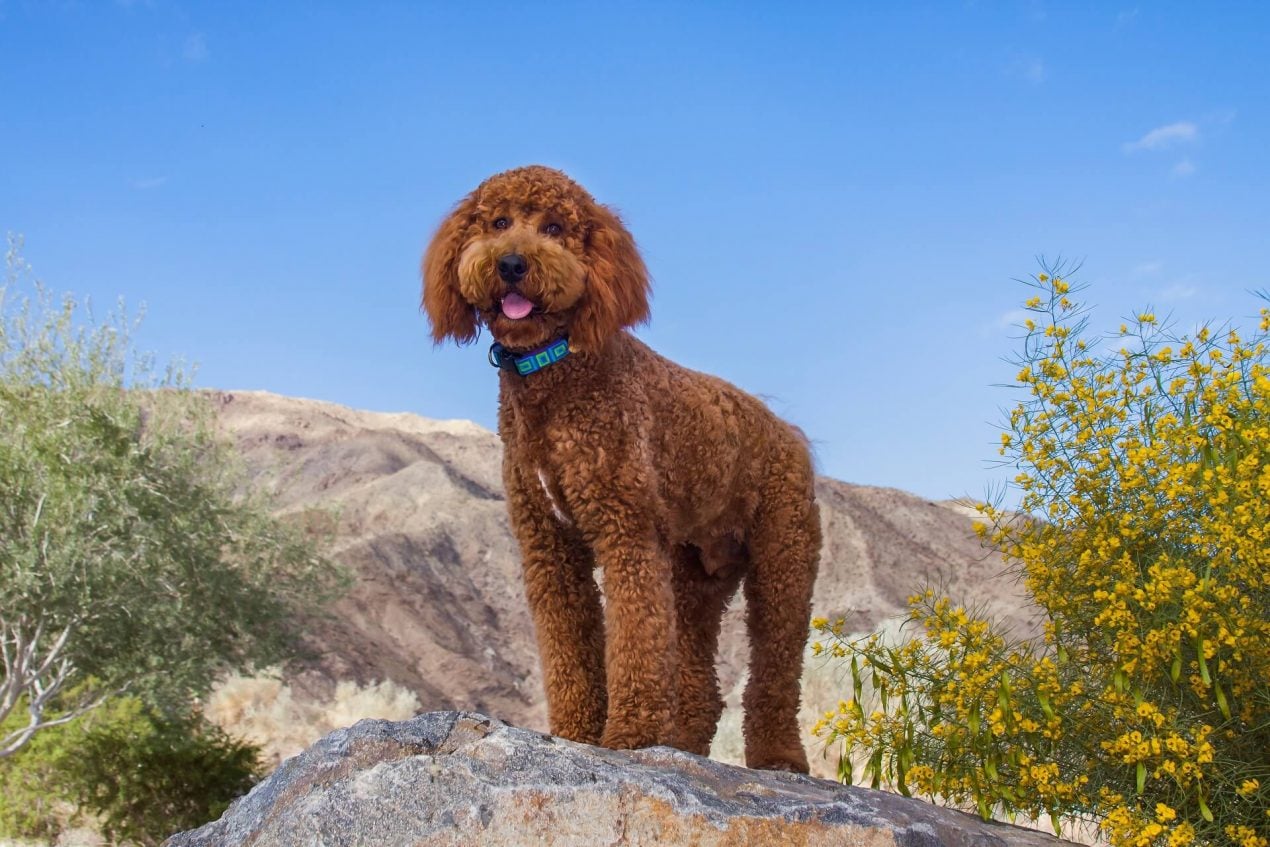 Labradoodle Steckbrief | Charakter, Pflege & Haltung