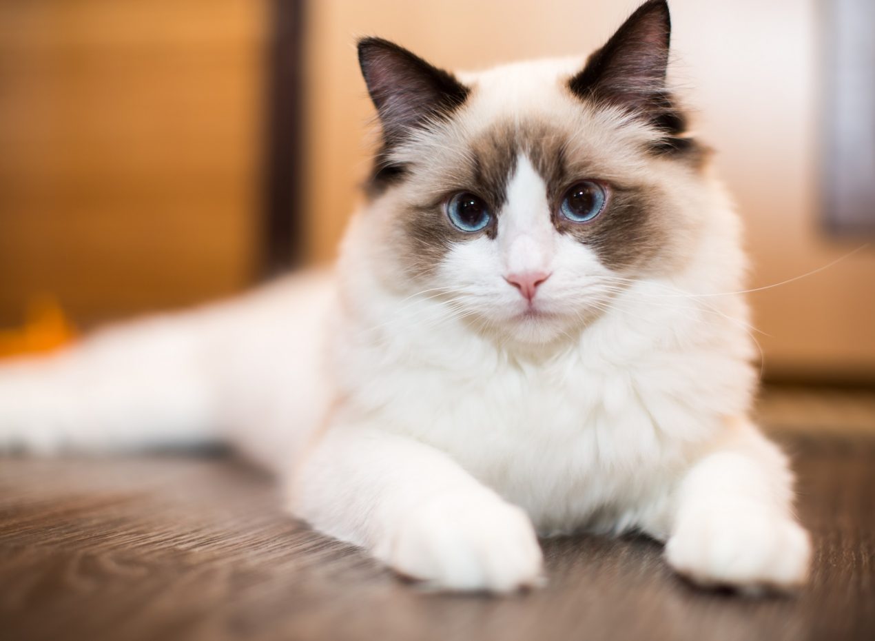 Die Top 7 Große Katzenrassen - Tipps, Pflege und Auswahl
