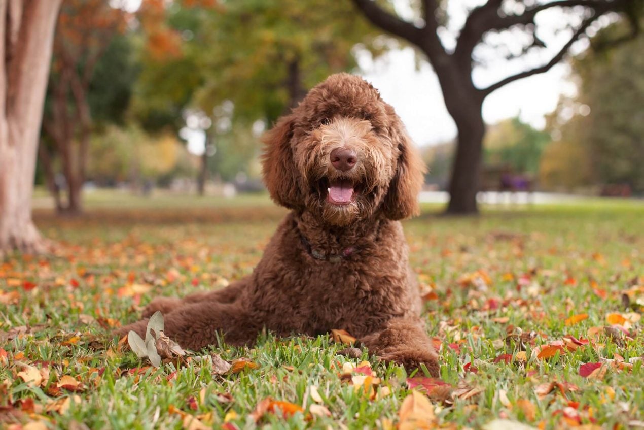 Labradoodle Steckbrief | Charakter, Pflege & Haltung
