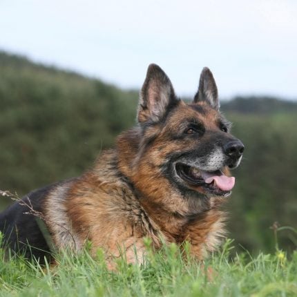 Pudel Steckbrief | Charakter, Wesen & Haltung