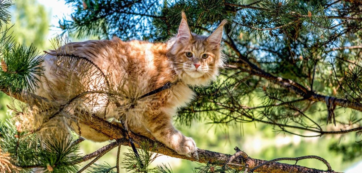 Die Top 7 Große Katzenrassen - Tipps, Pflege und Auswahl