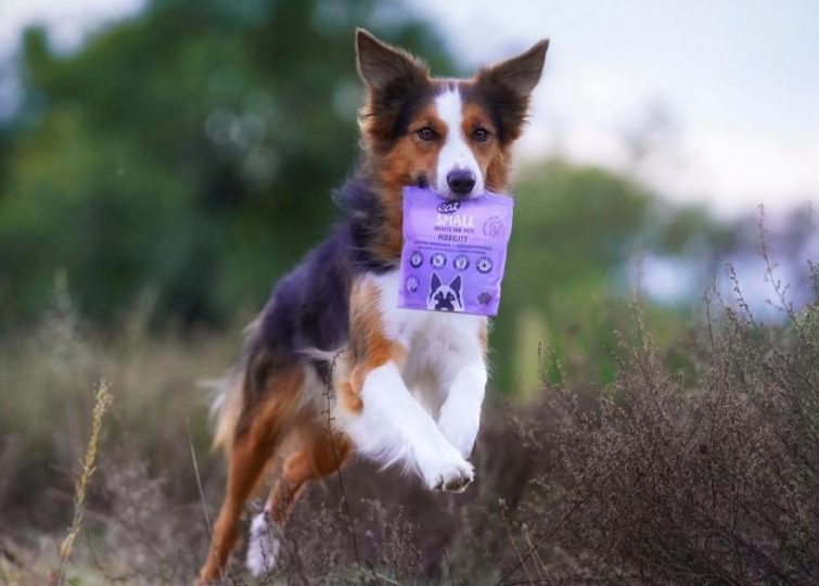 Günstiges Zubehör für Hunde | Mein Haustier