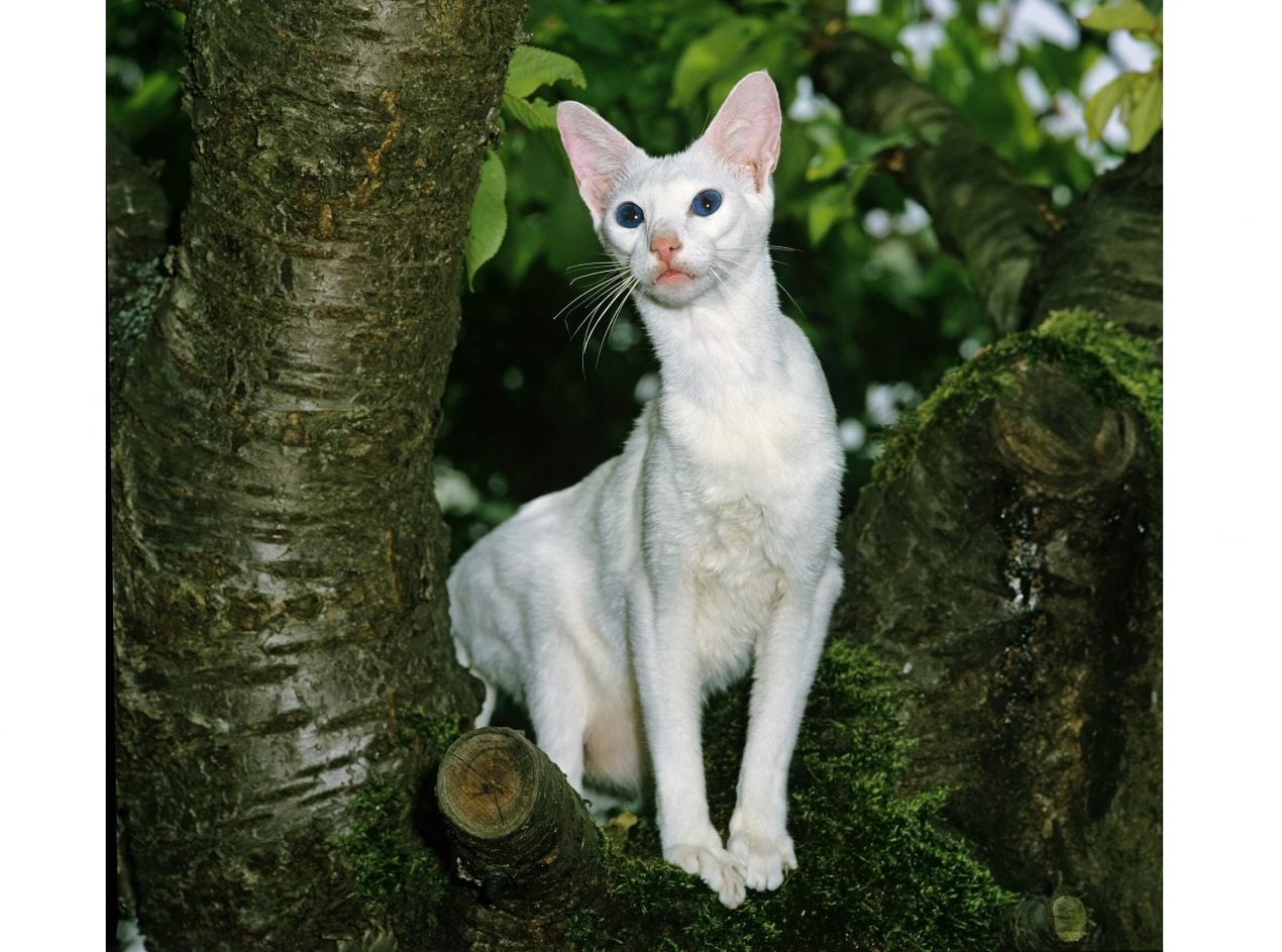 Foreign White Steckbrief | Geschichte, Wesen & Haltung