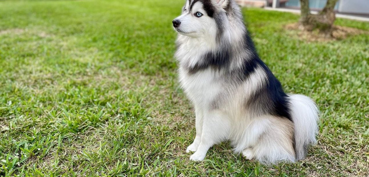 Pomsky Steckbrief | Charakter, Pflege & Haltung