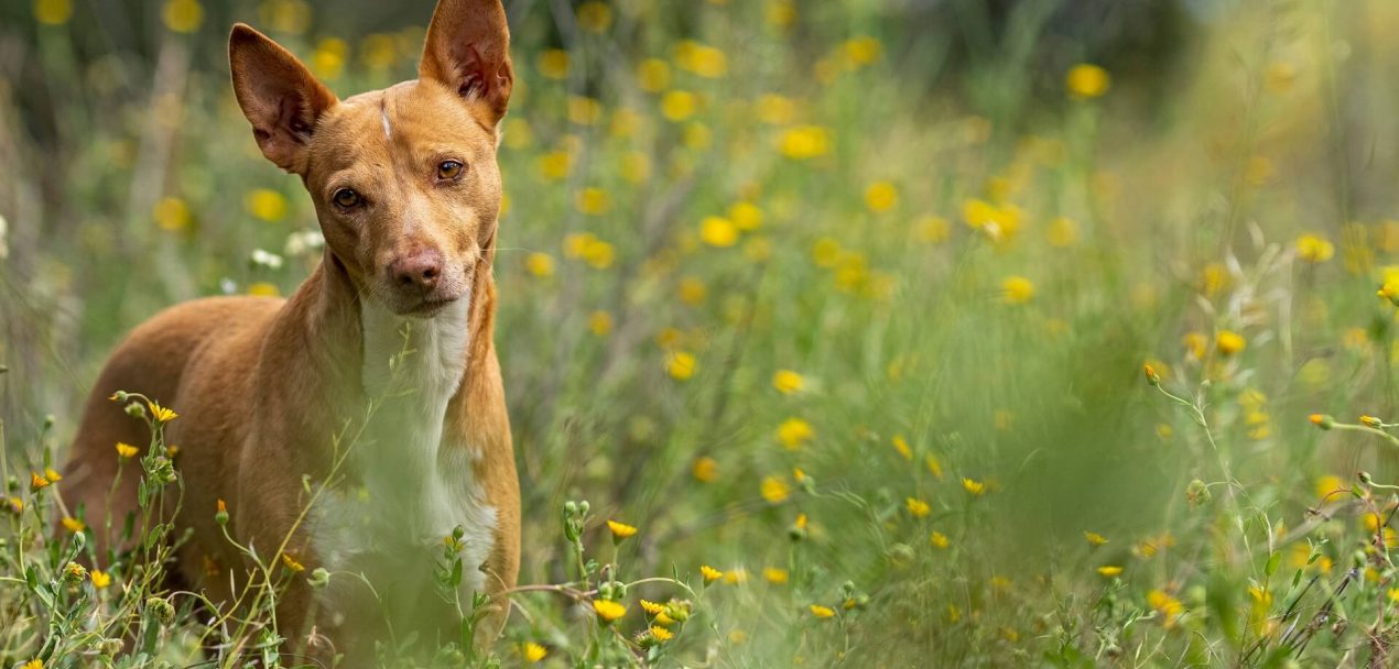 Podenco Steckbrief | Charakter, Geschichte & Haltung