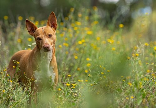 Podenco Steckbrief | Charakter, Geschichte & Haltung