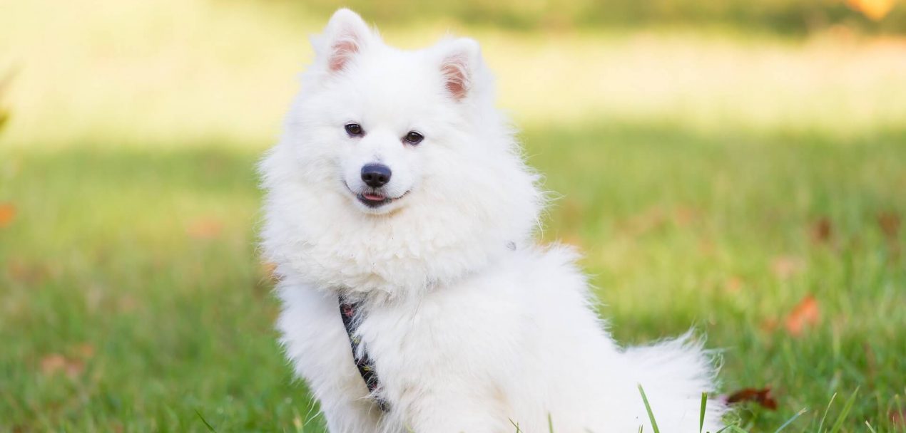 Japan Spitz Steckbrief | Charakter, Geschichte & Haltung