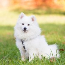 Tierisch gute Angebote | Mein Haustier