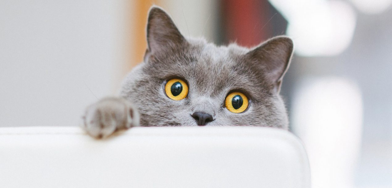 Katzenaugen - Wie sie funktionieren und ihre besonderen Merkmale