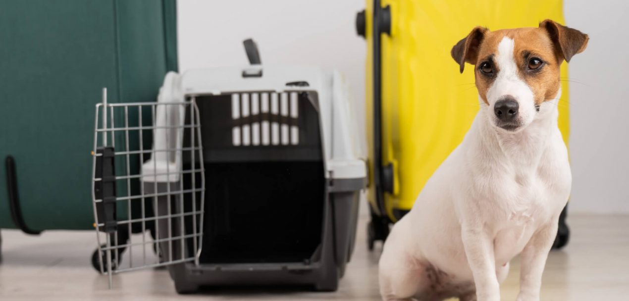 Tierisch gute Angebote | Mein Haustier