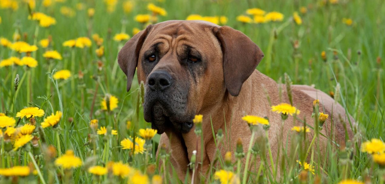 Tosa Inu Steckbrief – alles über den japanischen Riesen