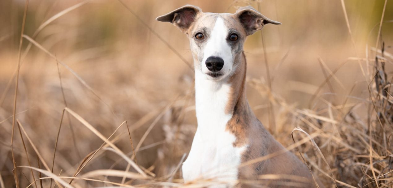 Der Windhund: die elegante, schnelle und selbstständige Rasse
