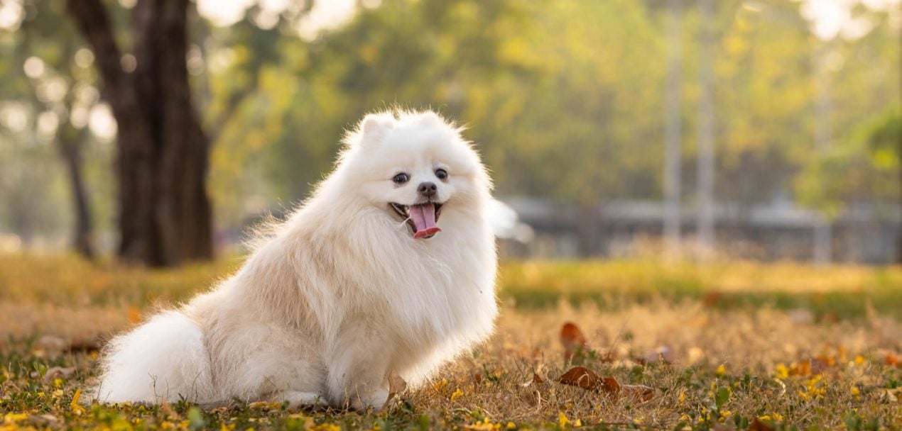 Der Spitz - alles über das kleine bis Mittelgroße Fellknäuel