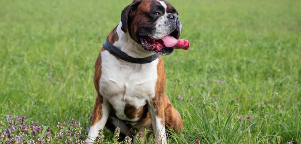 Die Rasse der Molosser - Ein Hund aus der Antike