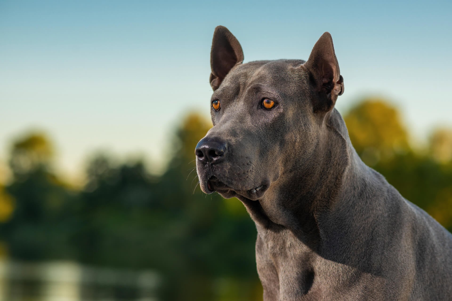 Thai Ridgeback Steckbrief- Sturkopf mit Eignung zum Familienhund