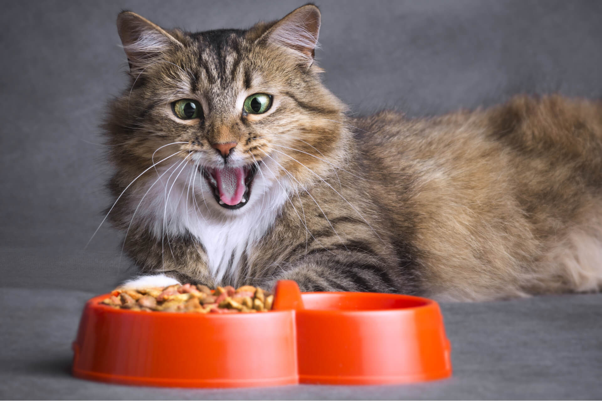 Pets Deli "Classic" Probierpaket - Inklusive Futterguide