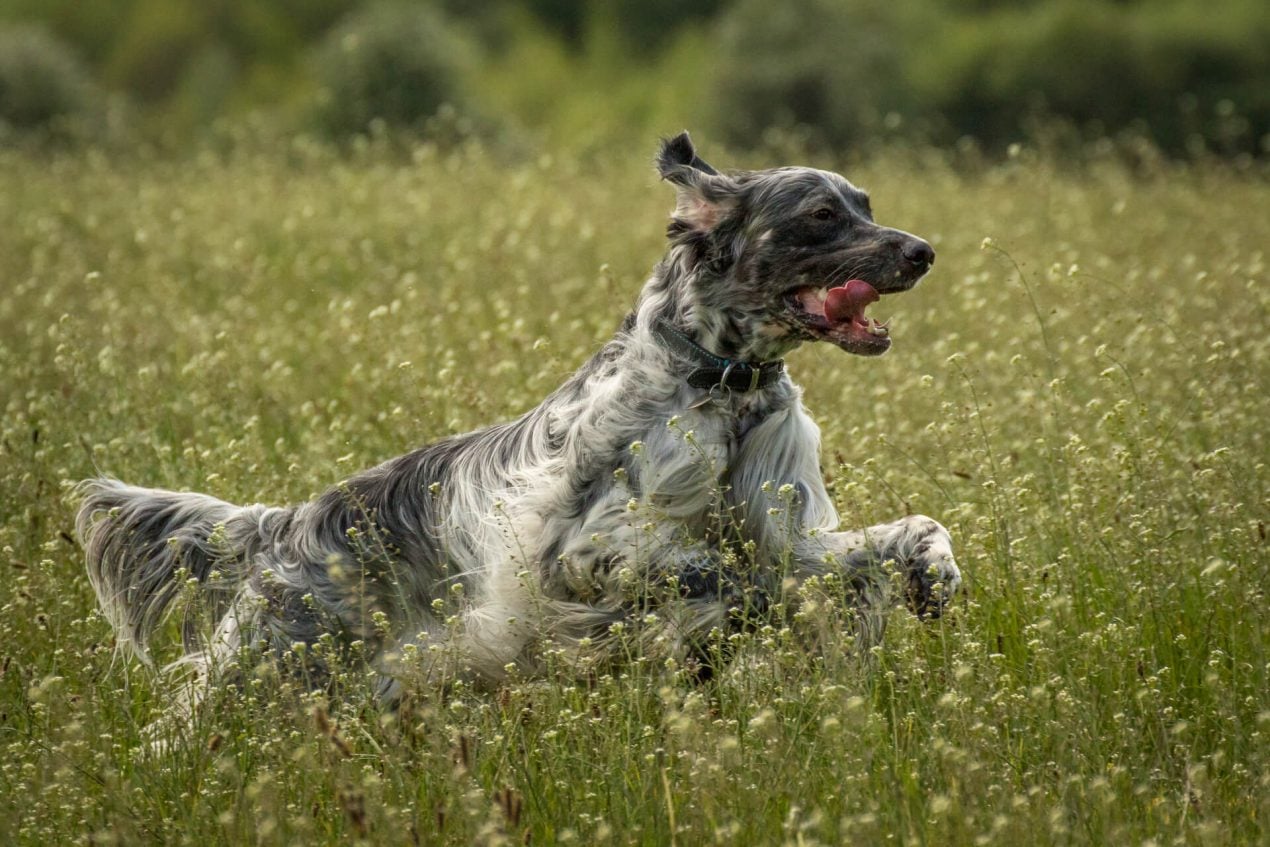 Der Vorstehhund – Ein Jagdhund mit langer Geschichte