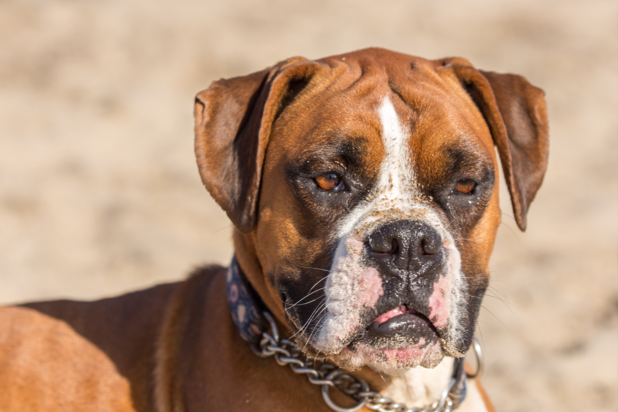 Deutscher Boxer Steckbrief | Charakter, Wesen & Haltung