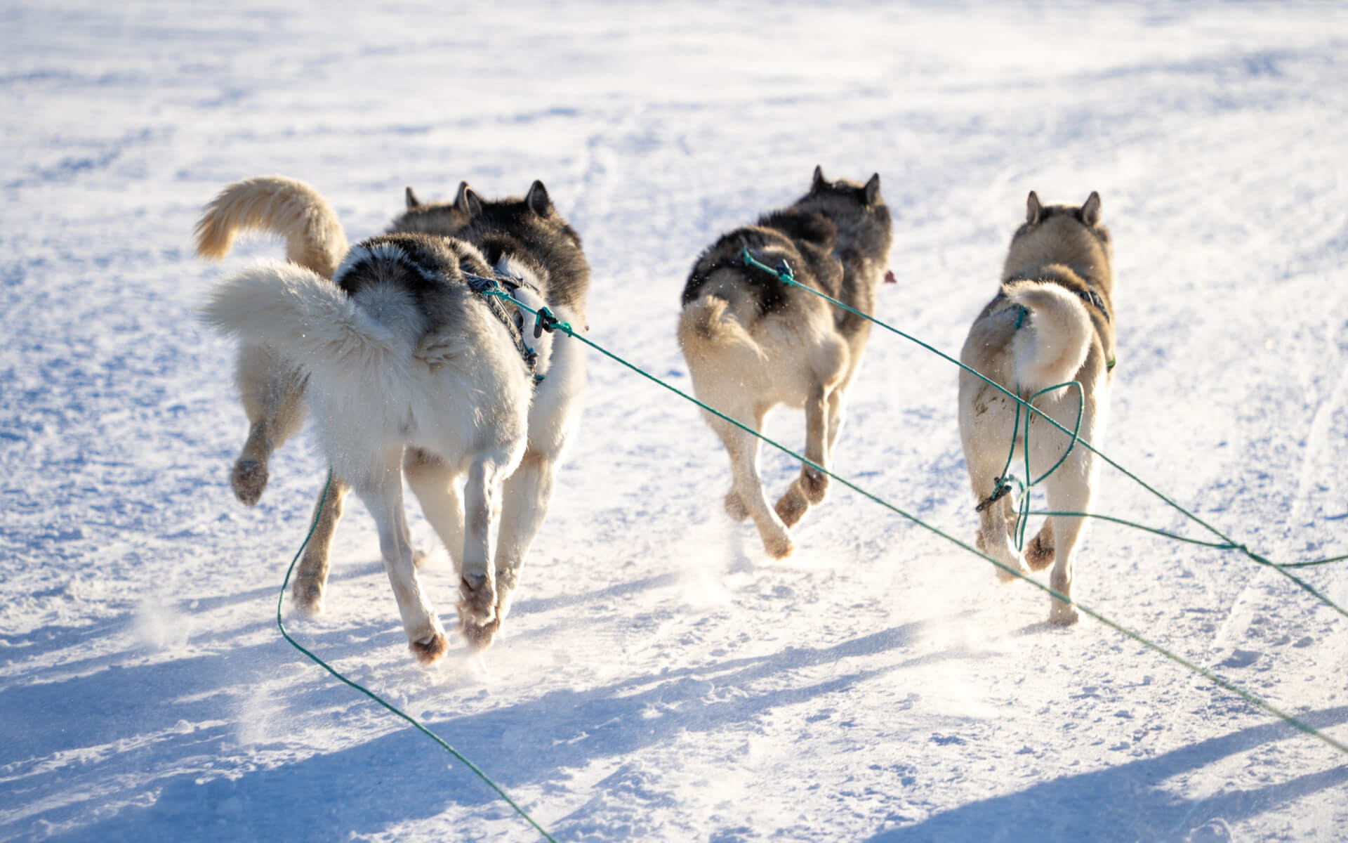 Schlittenhunde und Co. - Nordische Hunderassen im Überblick