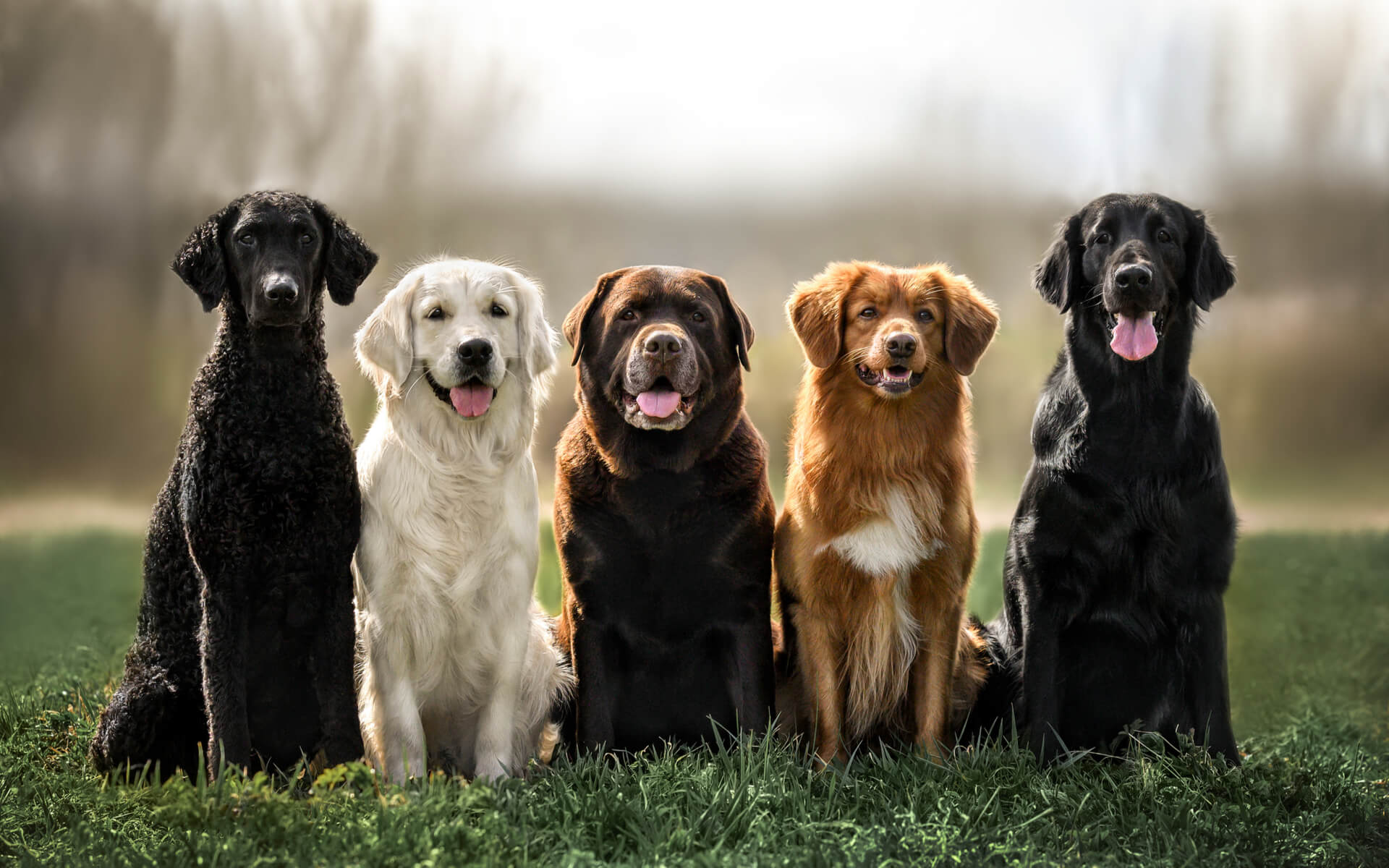 Wie Viele Retriever Rassen Gibt Es