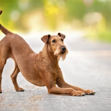Beagle - Ein gefleckte Jagdhund im Portrait | Mein-Haustier.de