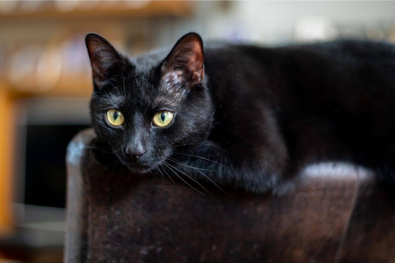 Die Hauskatze Geschichte und Herkunft des niedlichen Jägers