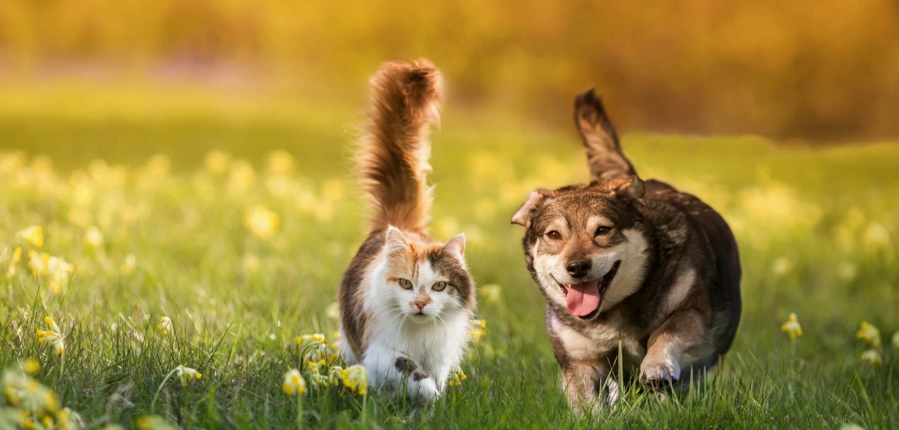 Tierisch gute Angebote | Mein Haustier
