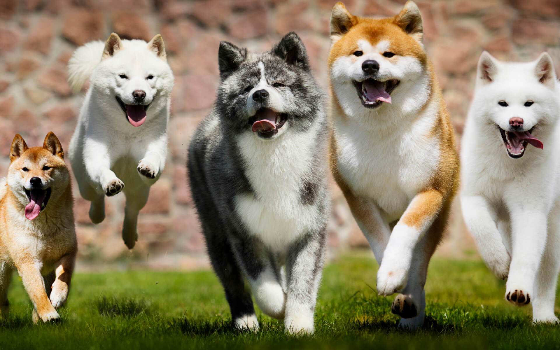 Chinesische Hunderassen