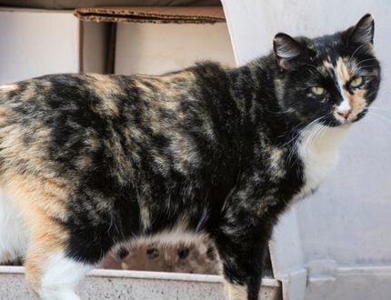 Tierisch gute Angebote | Mein Haustier