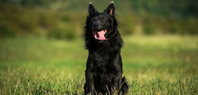 Der Mudi Hund - ein ungarische Allrounder mit Charme