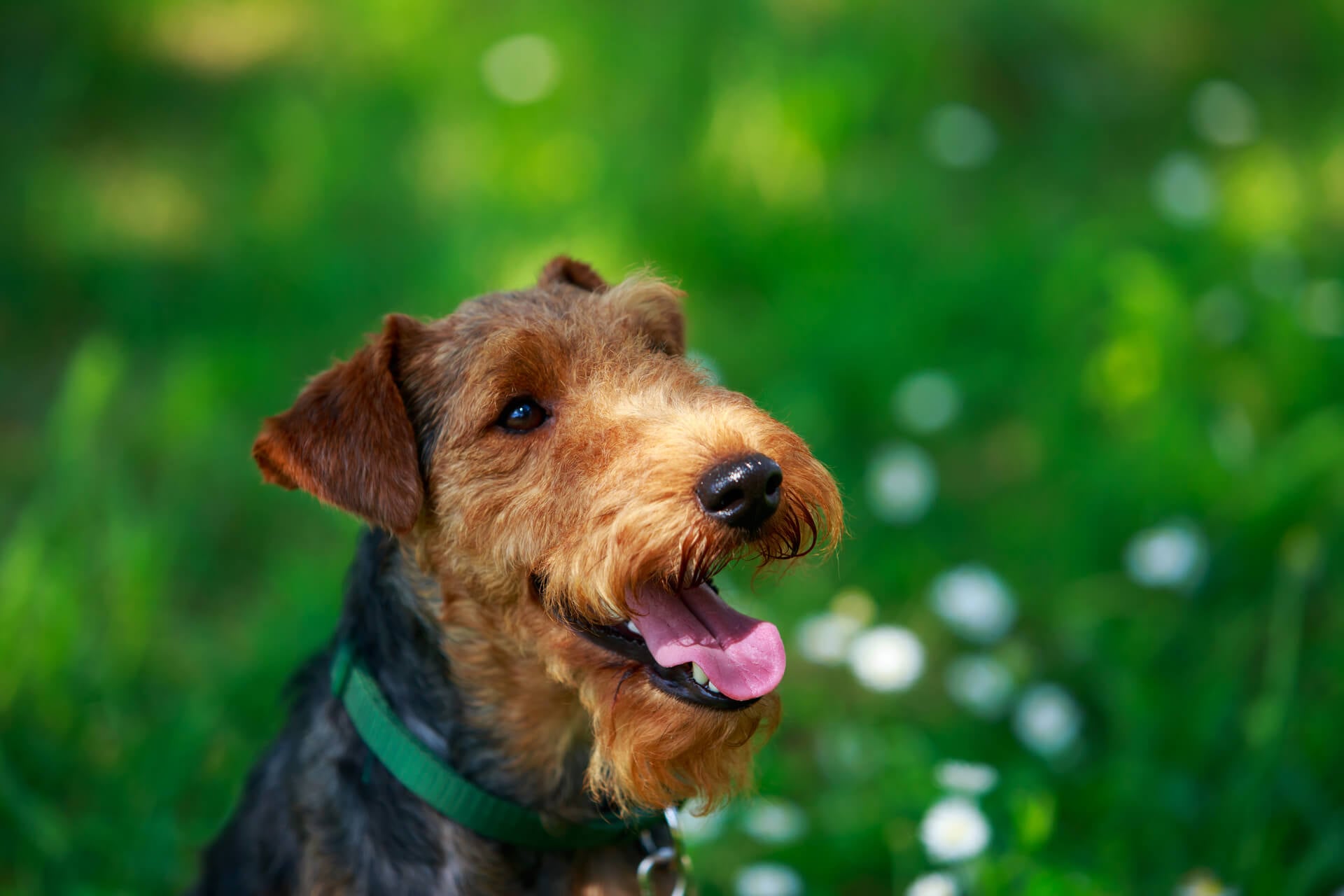 Welsh Terrier Steckbrief - Alles zum beliebten Familienhund