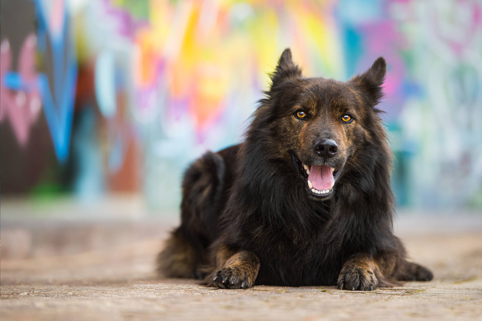 Deutsche Hunderassen Diese Hunde gehören dazu