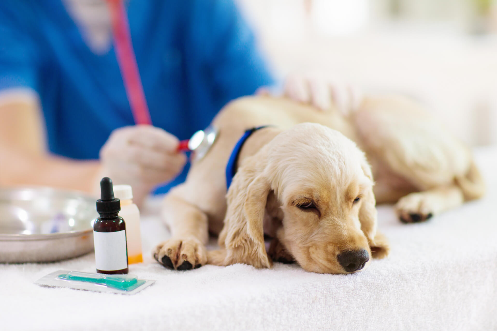 Cushing-Syndrom beim Hund - Lebensrettende Tipps, Diagnose ,Therapie