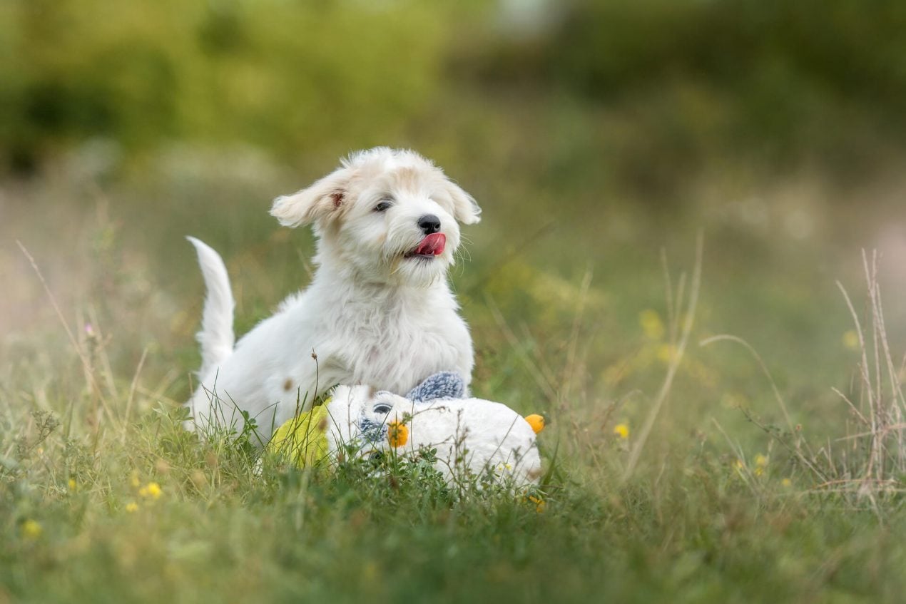 Coton de Tulear - der fröhliche und flauschige Charmeur