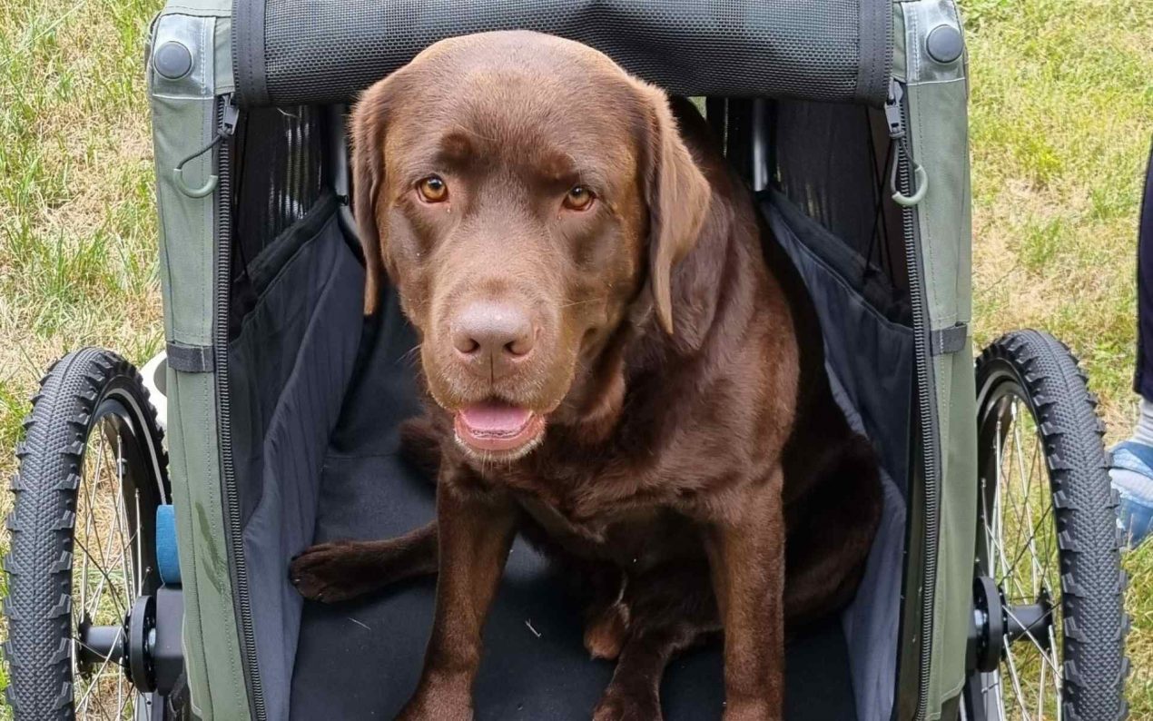 Testbericht: Wir testen den Croozer Dog Hundeanhänger!