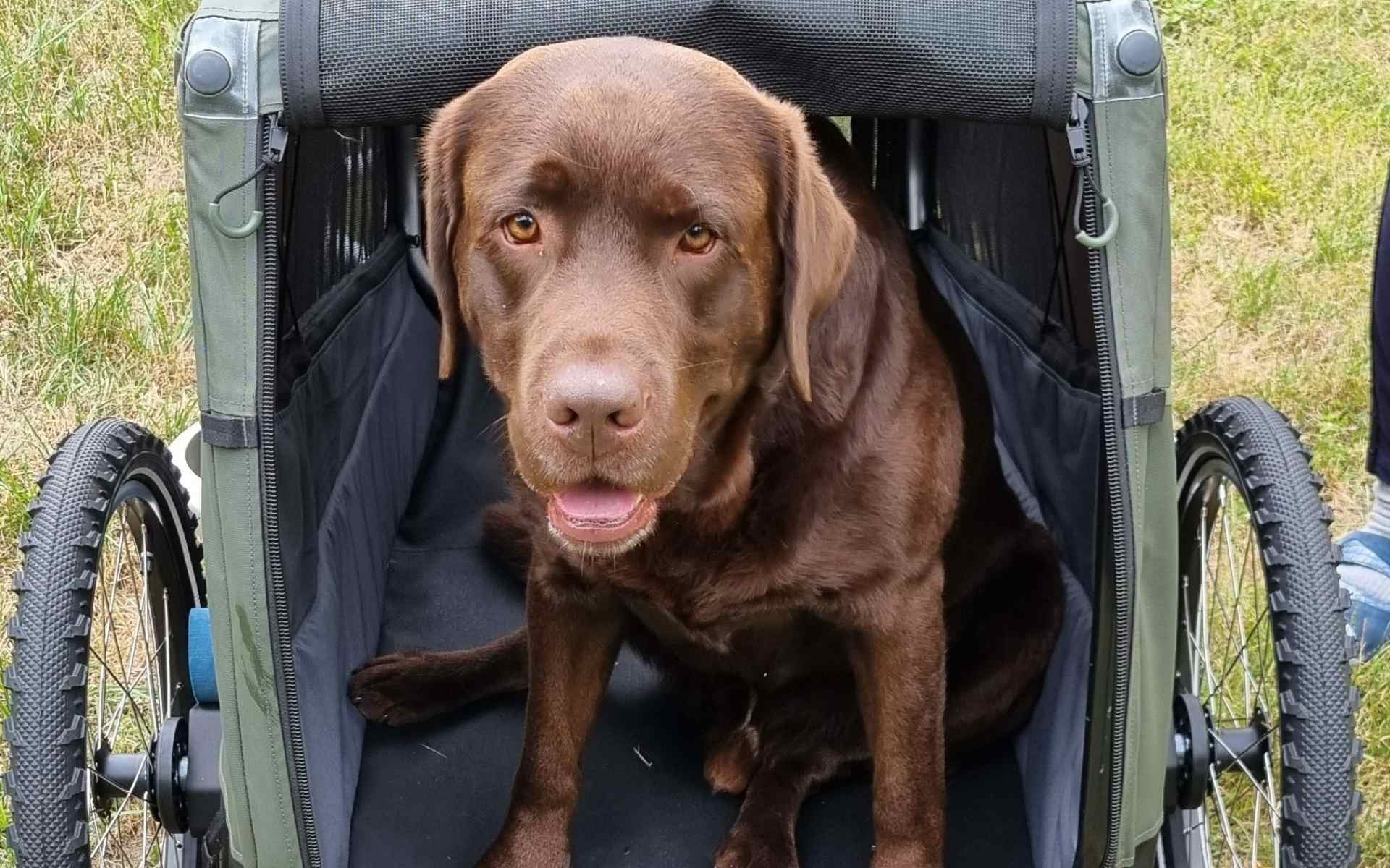 Testbericht: Wir testen den Croozer Dog Hundeanhänger!