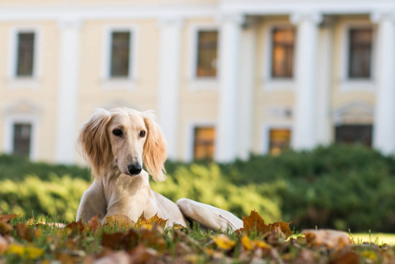 Saluki Steckbrief – der eigenständige Hund aus dem Orient
