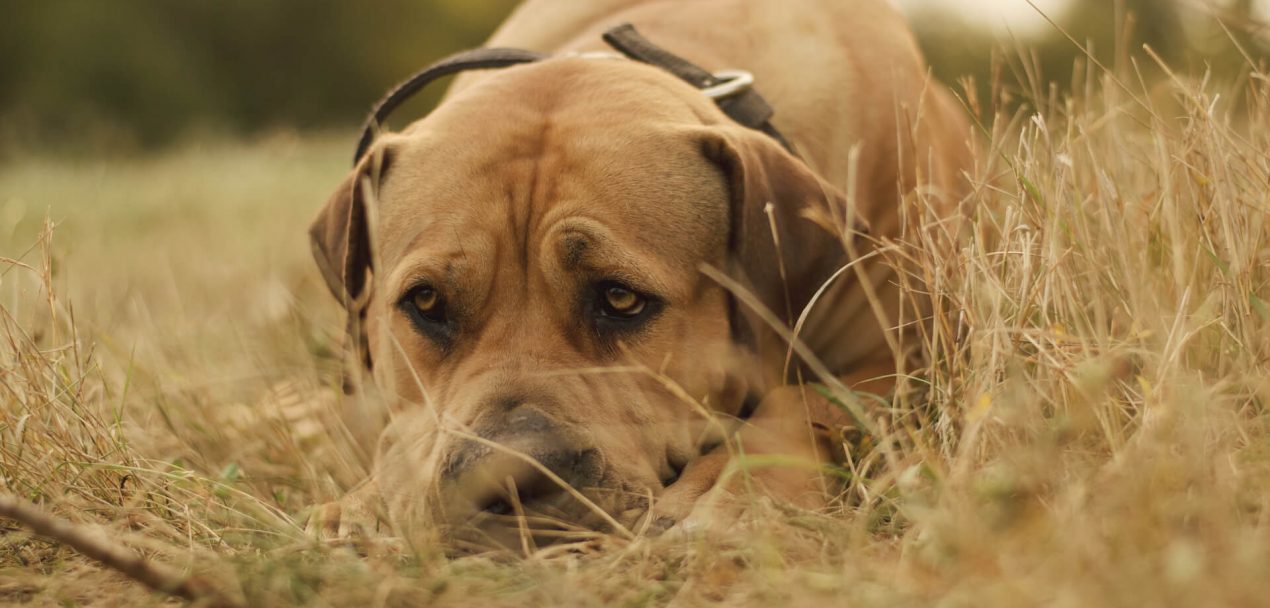Boerboel – Der wachsame und zugleich anhängliche Südafrikaner