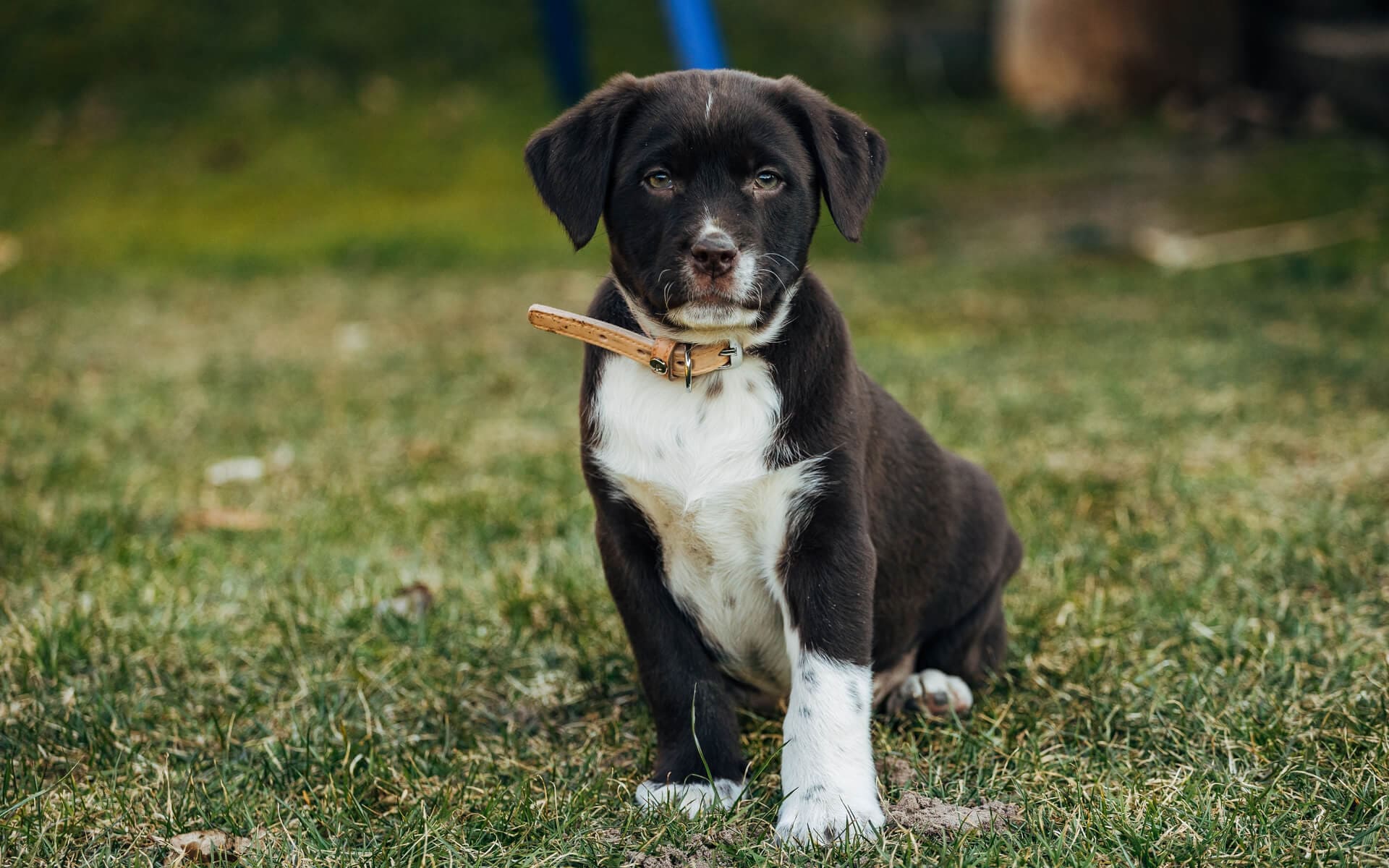 Wie Alt Wird Ein Labrador Mix