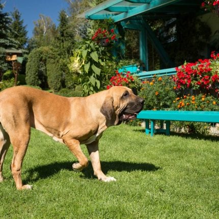 Beagle - Ein gefleckte Jagdhund im Portrait | Mein-Haustier.de