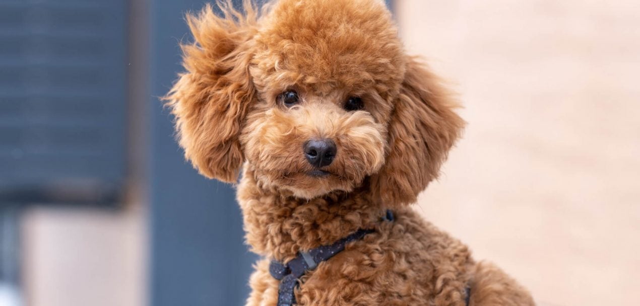 Der Zwergpudel - Steckbrief eines besonders beliebten Hundes