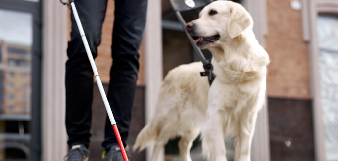 Blindenhund - Alles über Geschichte, Ausbildung und Aufgaben