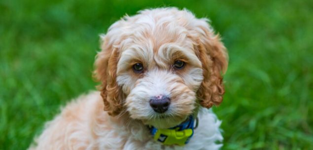 Cockapoo - ein flauschiger und freundlicher Begleiter