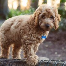 Tierisch gute Angebote | Mein Haustier