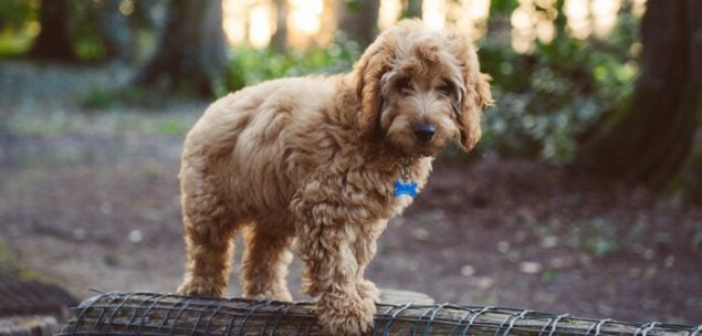 Cockapoo - ein flauschiger und freundlicher Begleiter