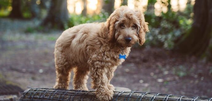 Cockapoo - ein flauschiger und freundlicher Begleiter