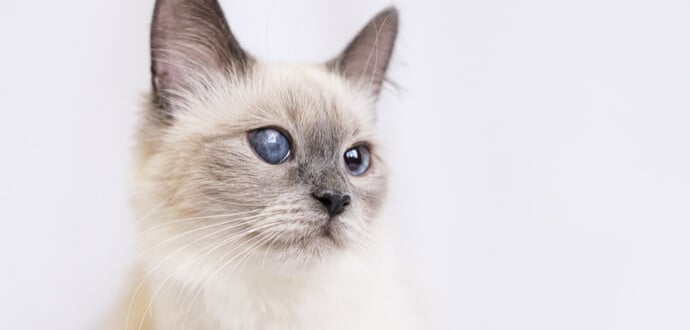 Nickhautvorfall bei Katzen - Symptome, Behandlung und Ursachen