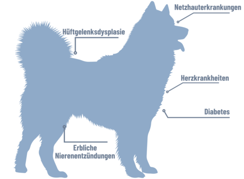 Samojede Steckbrief | Charakter, Pflege & Haltung