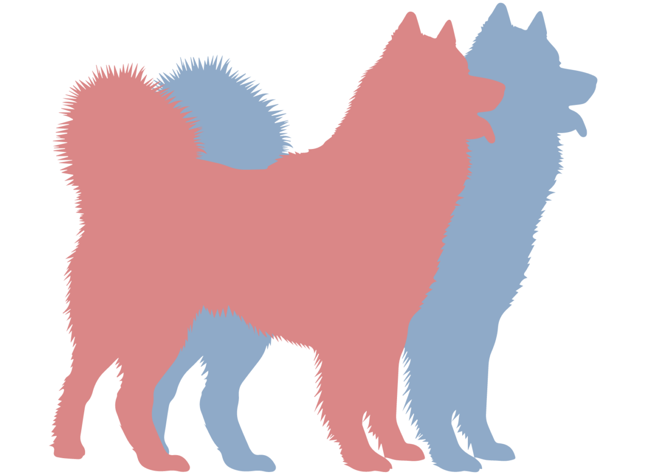 Samojede Steckbrief | Charakter, Pflege & Haltung