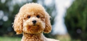 Toypudel | mein-haustier.de